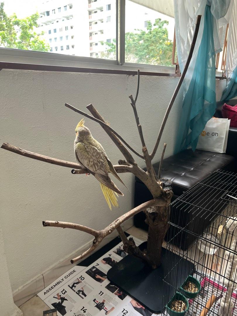 Wooden branch perch for birds, Pet Supplies, Homes & Other Pet ...