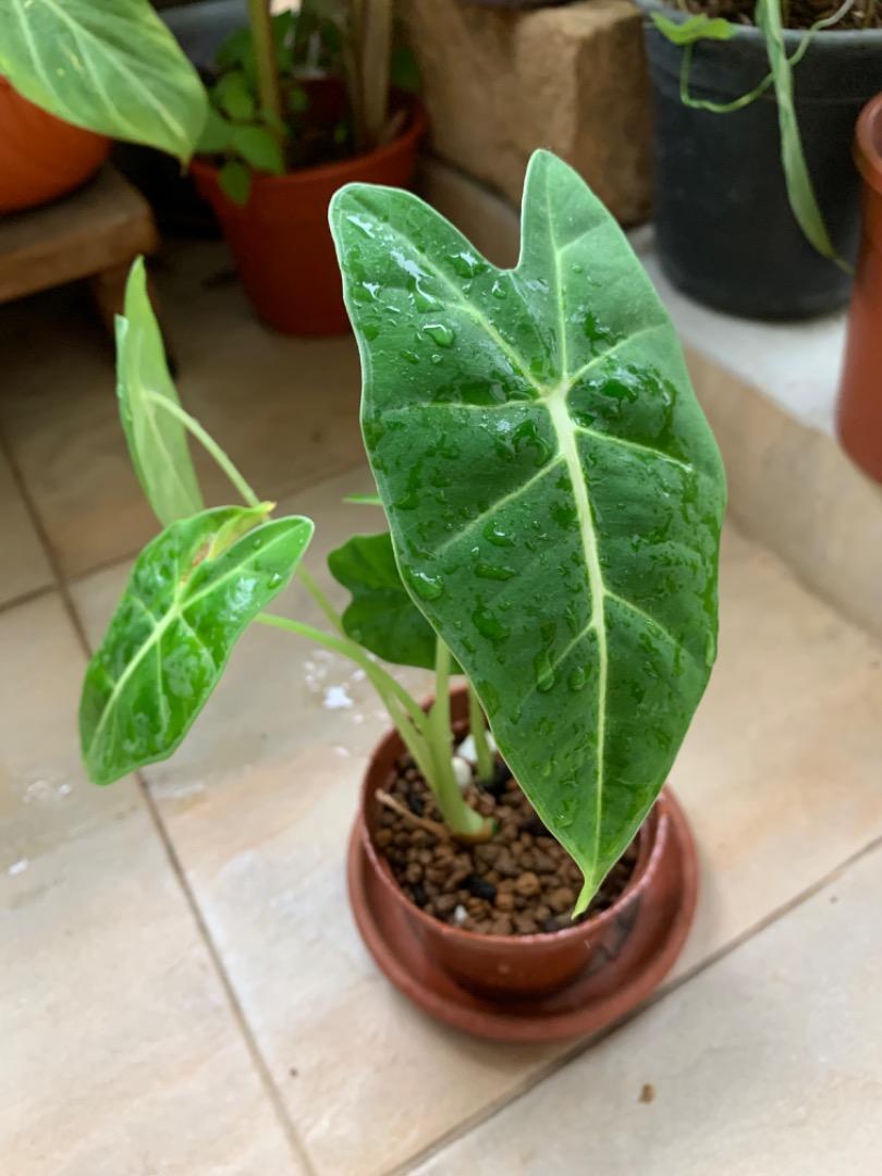 Alocasia Bundle, Furniture & Home Living, Gardening, Plants & Seeds on ...