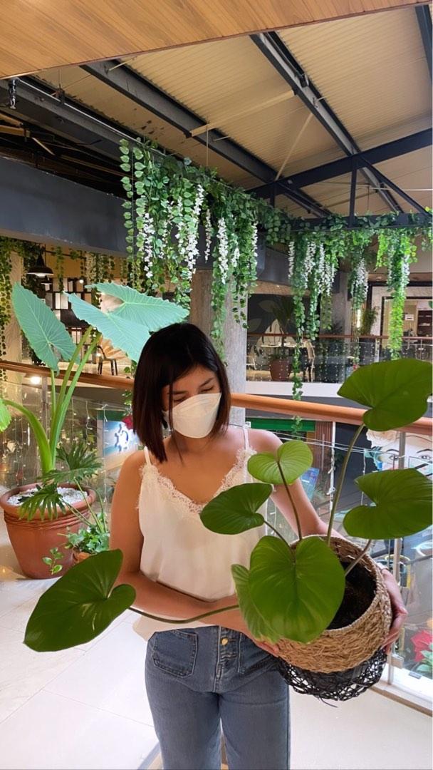 Bicol Plant Basket, Furniture & Home Living, Gardening, Gardening Tools ...