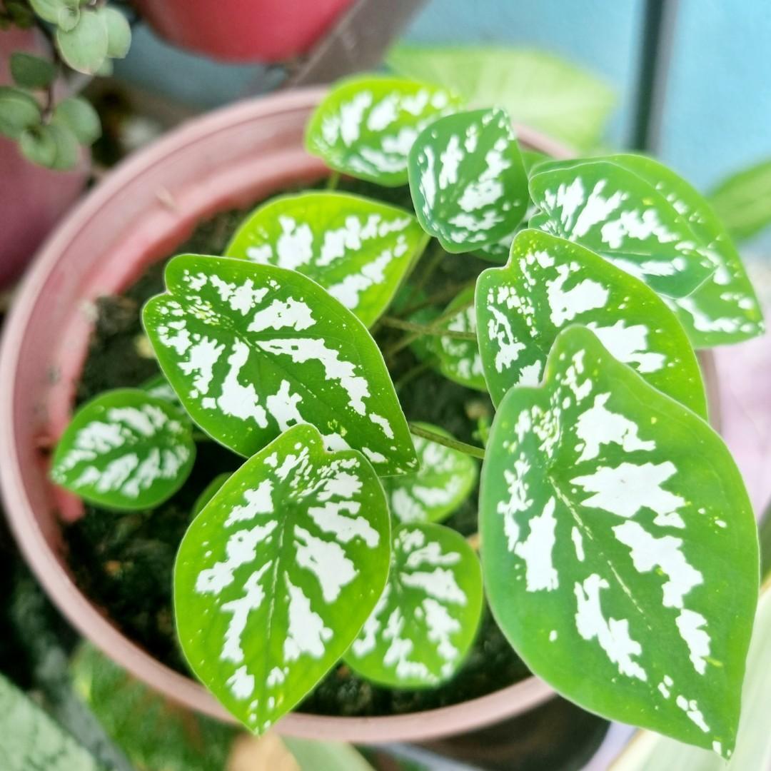 Dwarf White Christmas Caladium plant, Furniture & Home Living ...