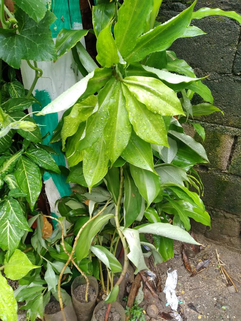 Insulin Plant Furniture And Home Living Gardening Plants And Seeds On Carousell