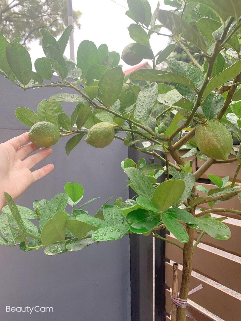 Lemon Tree/ Lemon Plant ( Yellow breed ), Furniture & Home Living ...