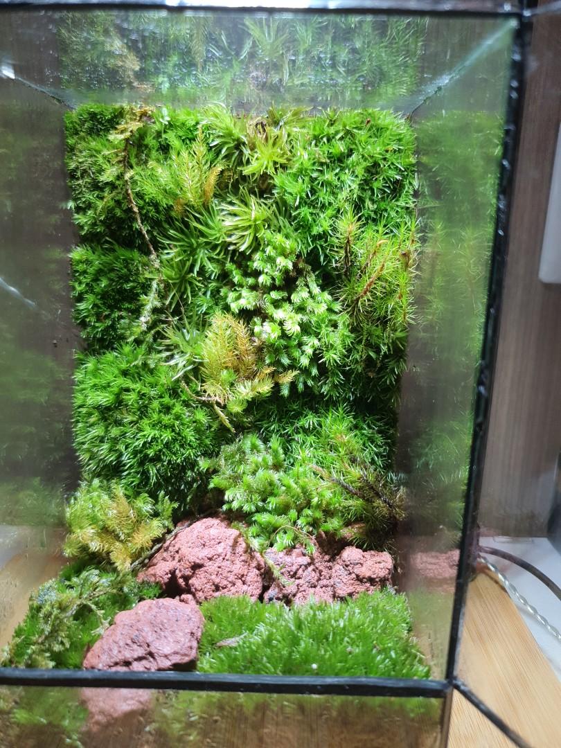 Live moss terrarium with lighting, Furniture & Home Living, Gardening ...