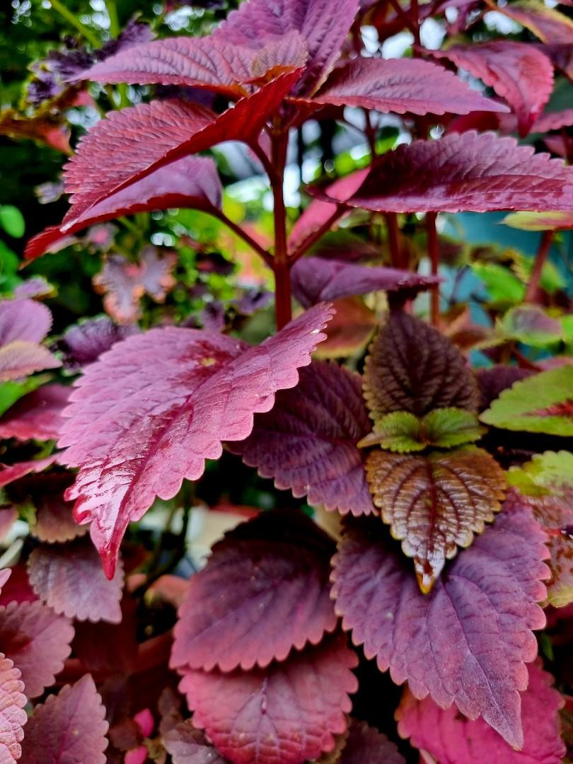 Mayana plants, Furniture & Home Living, Gardening, Plants & Seeds on ...