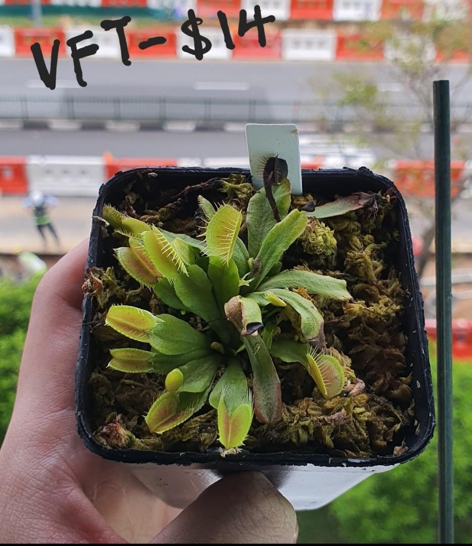 Pitcher plant Nepenthes Ventrata and Venus Fly Trap, Furniture & Home Living, Gardening, Plants ...