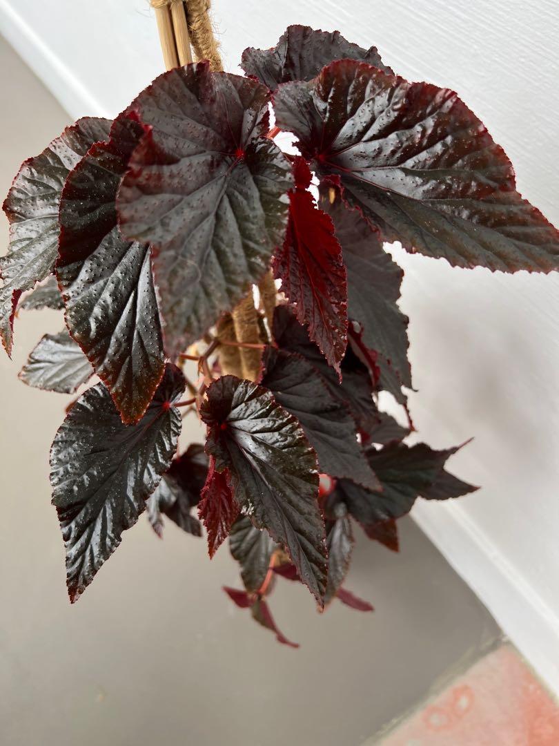 Begonia Arabian Sunset, Furniture & Home Living, Gardening, Plants ...