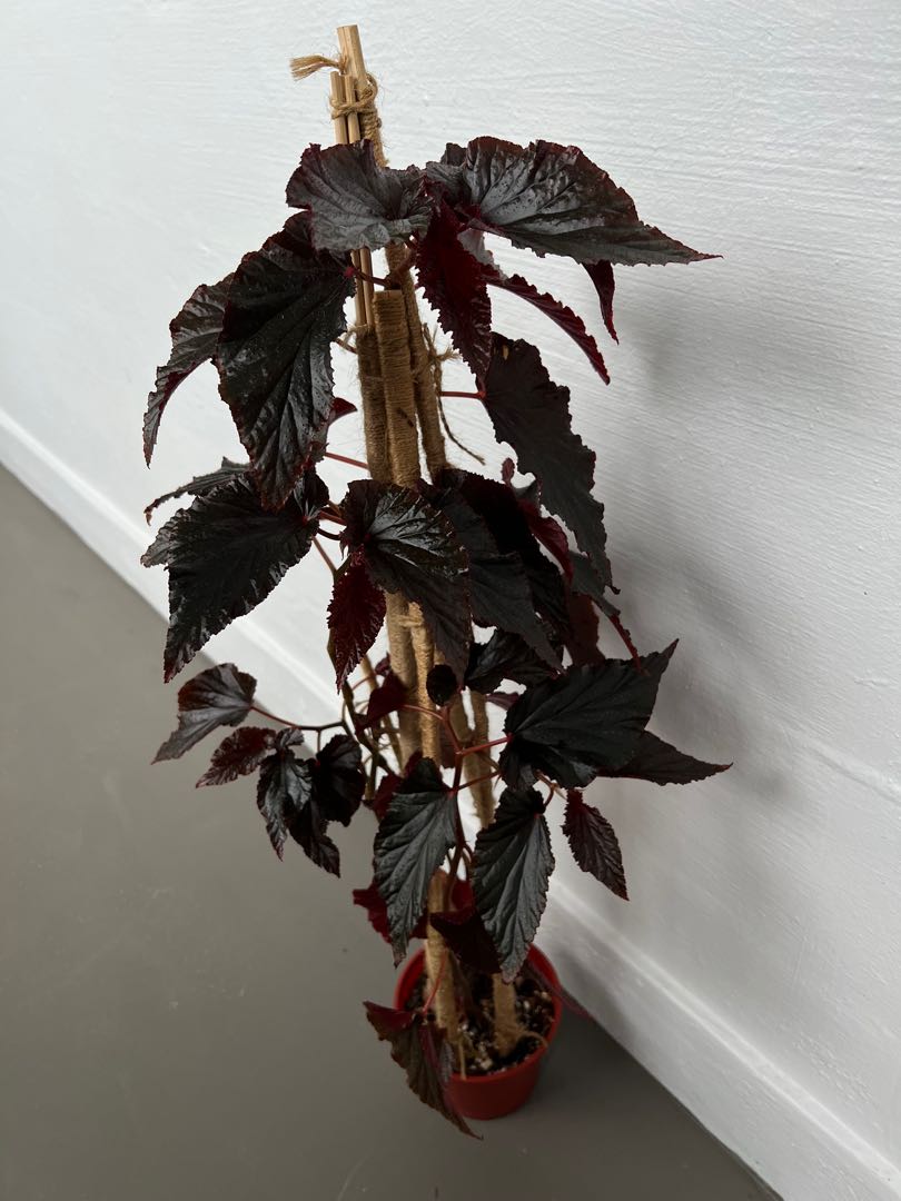 Begonia Arabian Sunset, Furniture & Home Living, Gardening, Plants ...