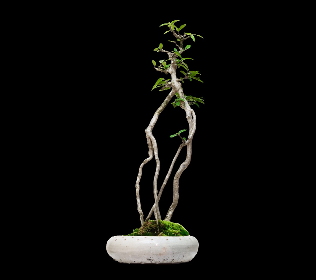 Bonsai 46cm Shui Mei Water Jasmine Wrightia Religiosa, Furniture & Home ...