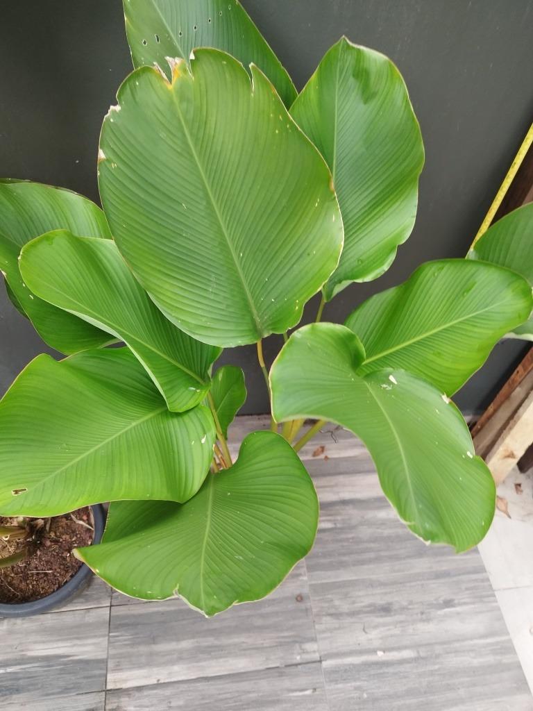 Plant - Calathea lutea Habana Cigar 1.4m-1.5, Furniture & Home Living ...