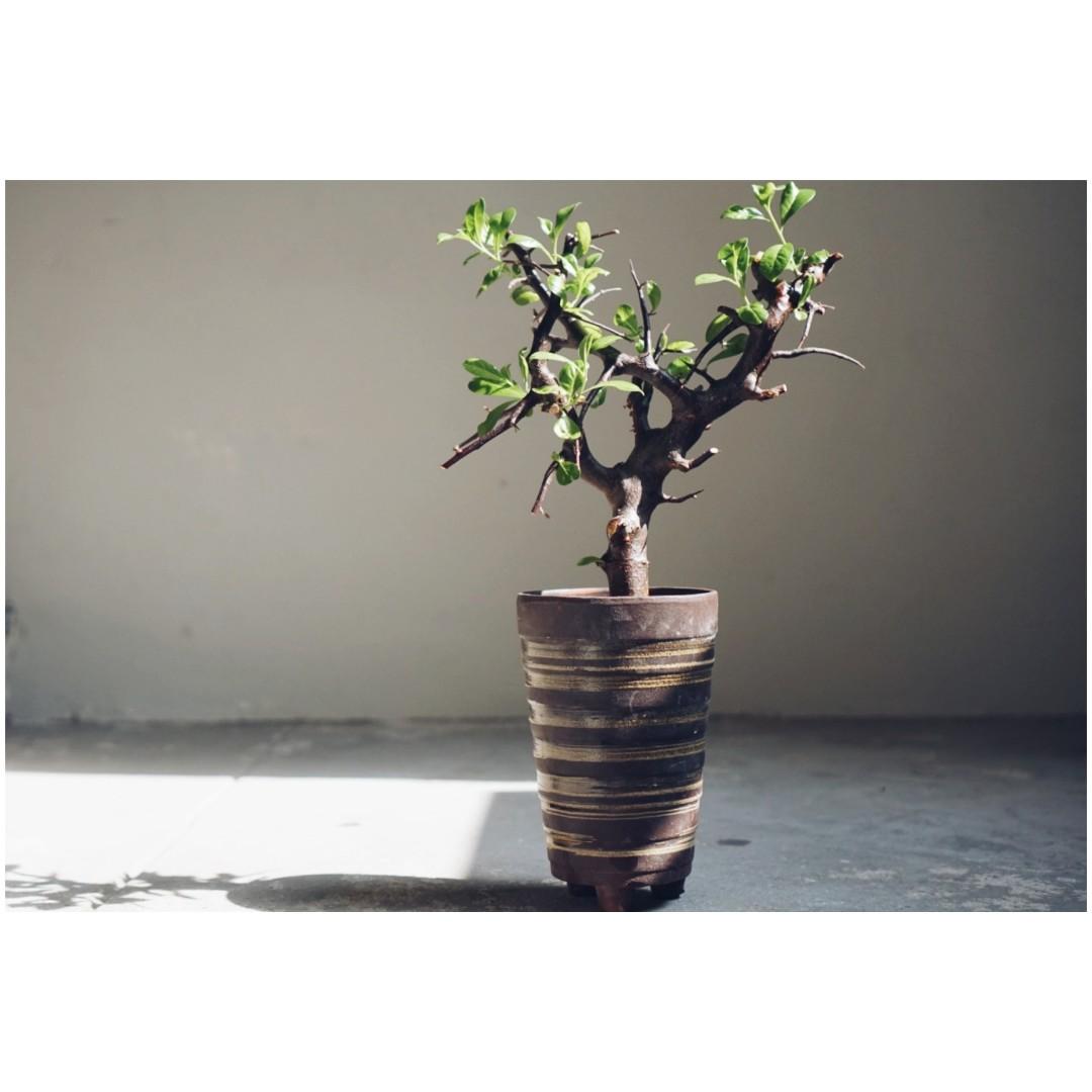 Commiphora rostrata, Furniture & Home Living, Gardening, Plants & Seeds ...