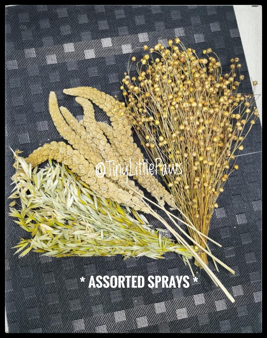 Flaxseed Spray, Yellow Millet Spray & Oat Spray - Hamster / Gerbil ...