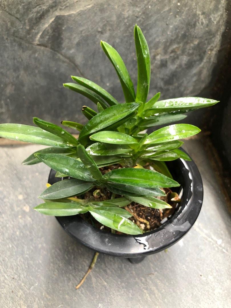 Japanese mini vanda falcata Himekaioumaru, Furniture & Home Living ...