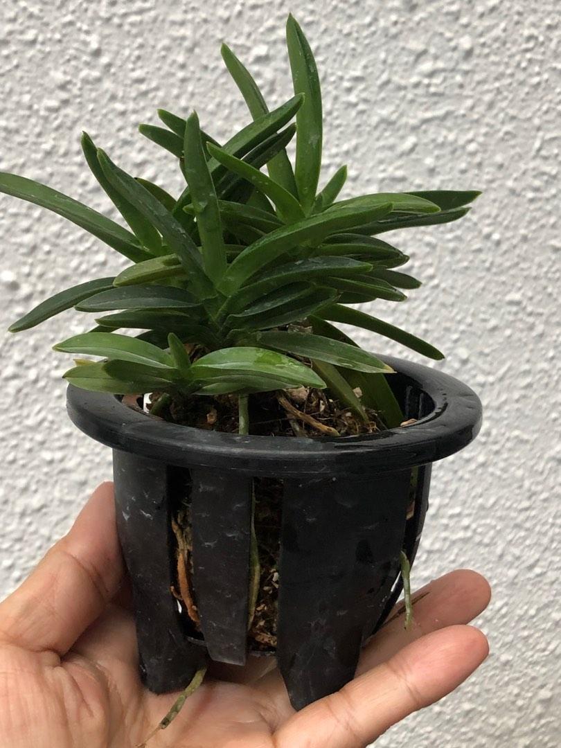 Japanese mini vanda falcata Himekaioumaru, Furniture & Home Living ...