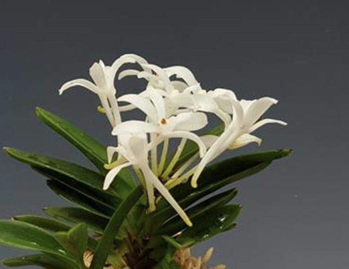 Japanese mini vanda falcata Himekaioumaru, Furniture & Home Living ...