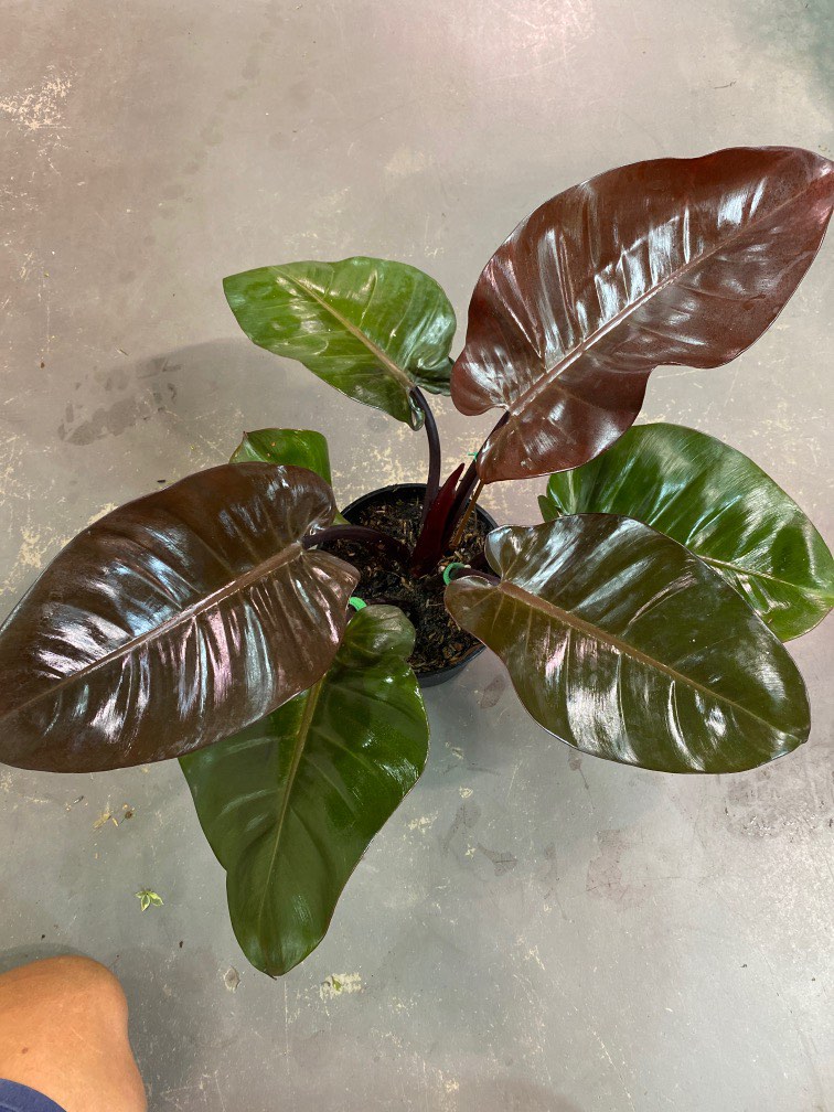 Philodendron Black Congo (Big Leaves), Furniture & Home Living ...