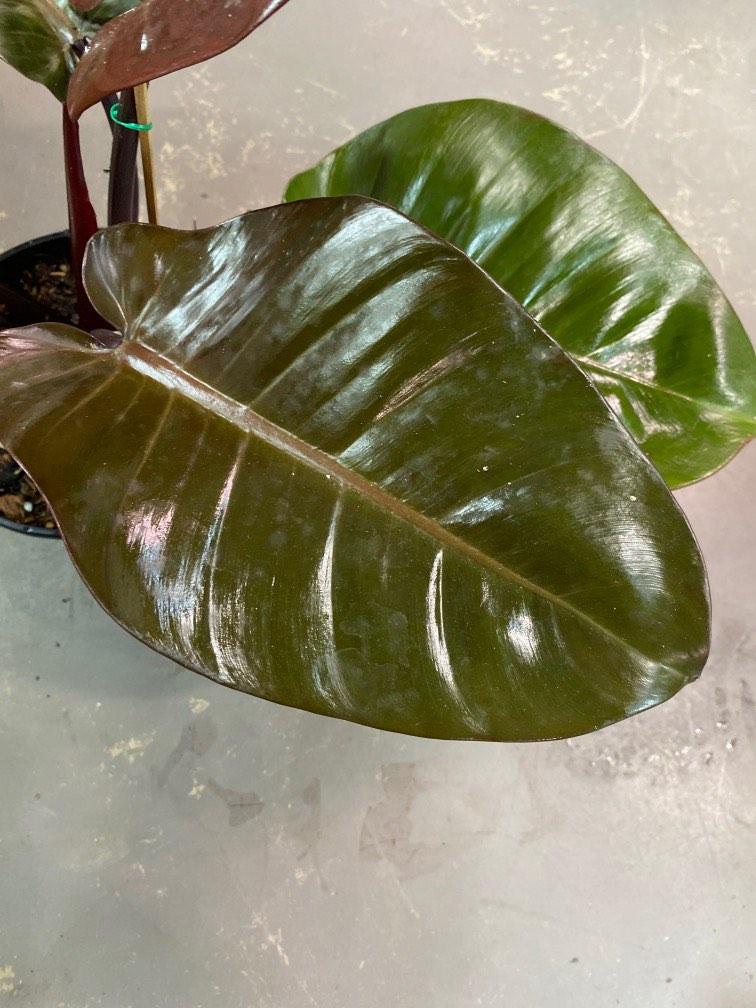 Philodendron Black Congo (Big Leaves), Furniture & Home Living ...