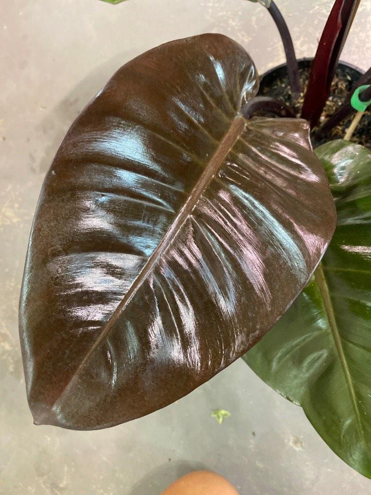 Philodendron Black Congo (Big Leaves), Furniture & Home Living ...
