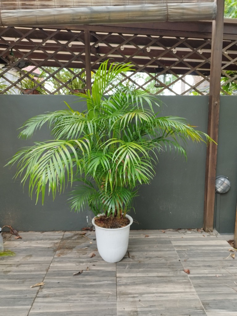 Plant - Yellow Palm 1.3-1.4m pot 12 inch dia 30 inch height, Furniture ...