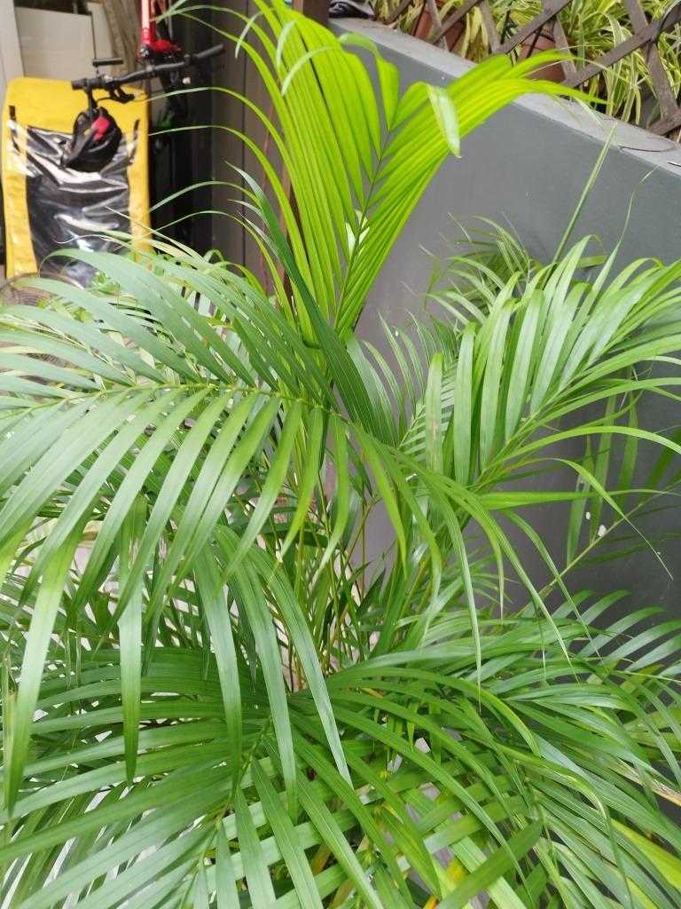 Plant - Yellow Palm 1.3-1.4m pot 12 inch dia 30 inch height, Furniture ...