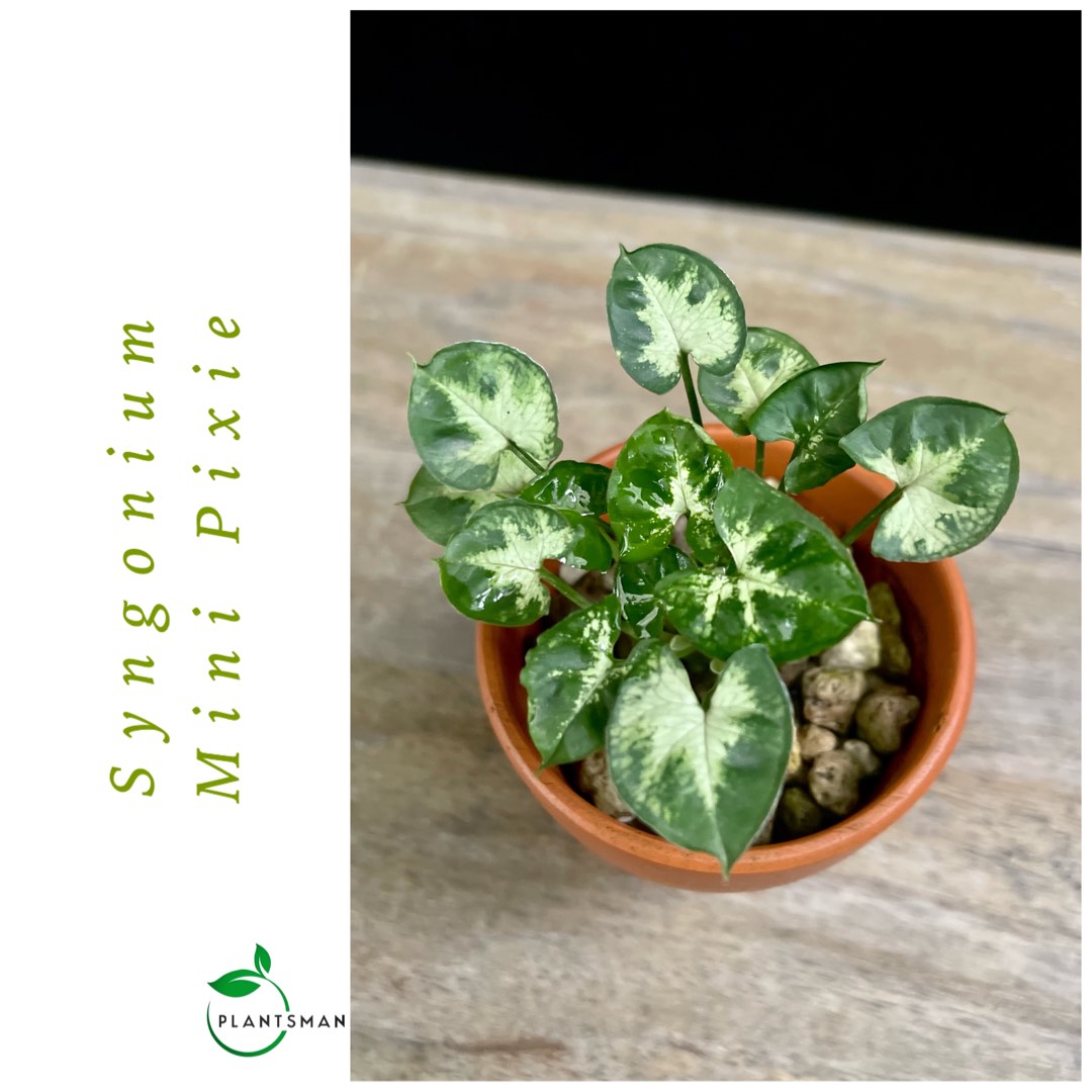 Syngonium Mini Pixie, Furniture & Home Living, Gardening, Plants ...
