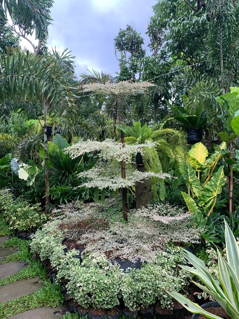 Variegated African Talisay, Furniture & Home Living, Gardening, Plants ...