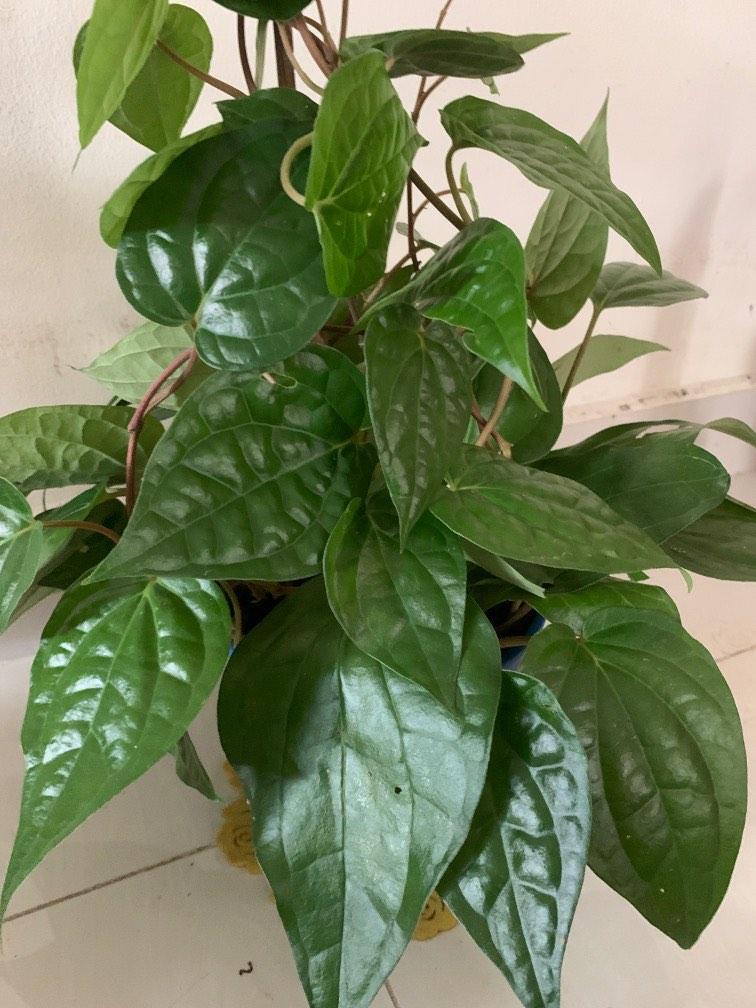 52 cm Matured & Healthy Betal Leave Plant with palm size to small size ...