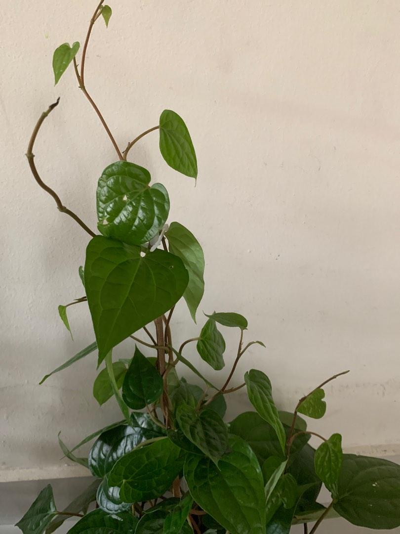 52 Cm Matured Healthy Betal Leave Plant With Palm Size To Small Size
