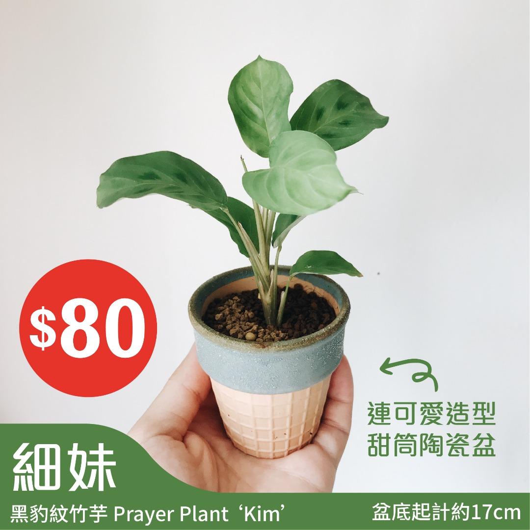 黑豹紋竹芋 Prayer Plant ‘Kim’ (Maranta leuconeura E. Morren), 傢俬＆家居, 園藝, 植物及 ...