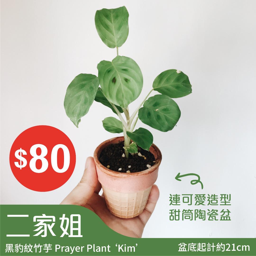 黑豹紋竹芋 Prayer Plant ‘Kim’ (Maranta leuconeura E. Morren), 傢俬＆家居, 園藝, 植物及 ...