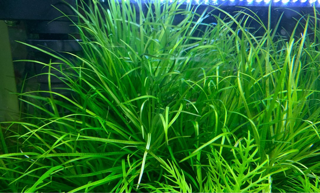 Aquarium plant blyxa japonica , Furniture & Home Living, Gardening ...