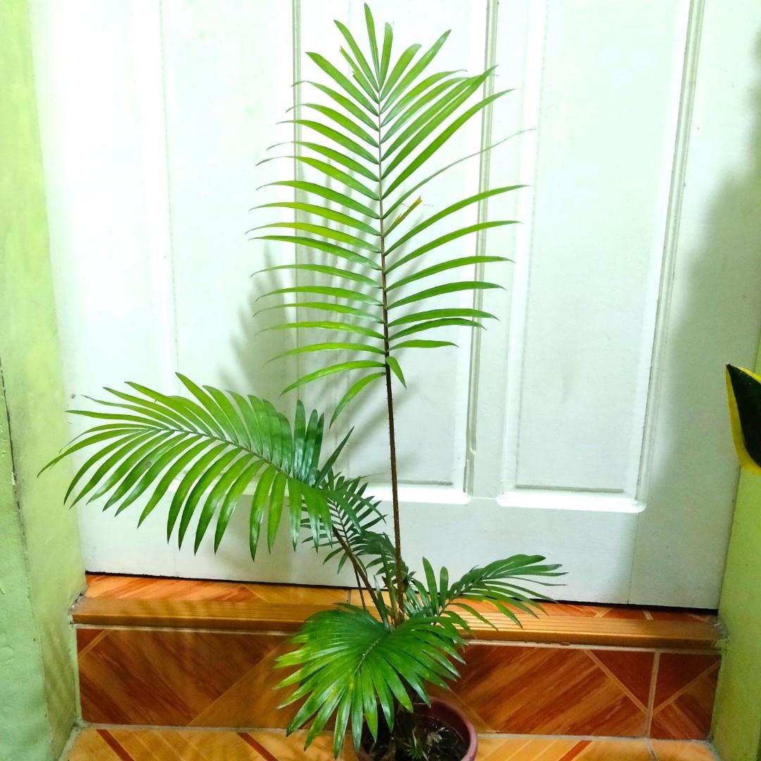 Chinese Palmera, Furniture & Home Living, Gardening, Plants & Seeds on ...