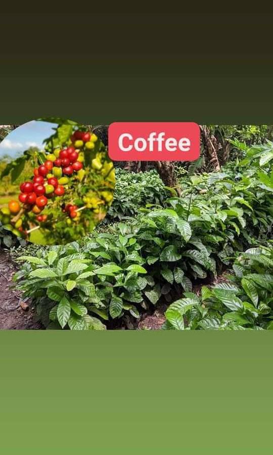 Coffee/Kapeng Barako/Cocoa/Cacao Seedlings, Furniture & Home Living ...