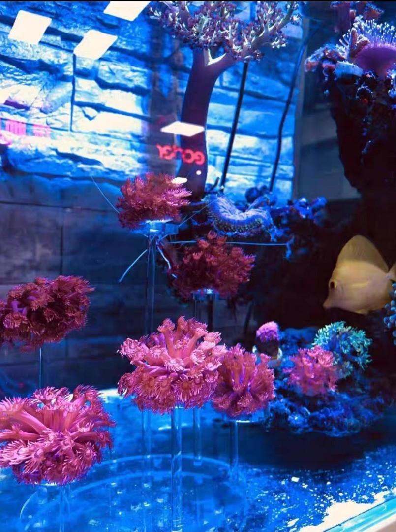 Coral frag tree rack, Pet Supplies, Homes & Other Pet Accessories on ...