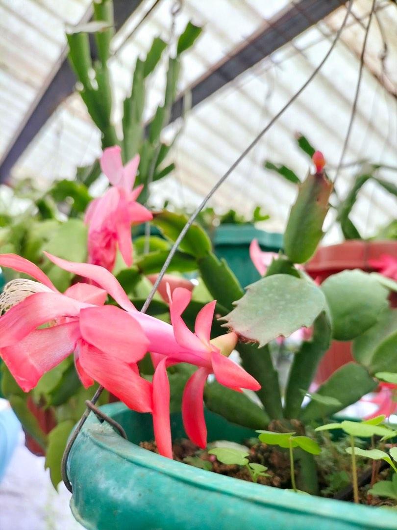 crab cactus, Furniture & Home Living, Gardening, Plants & Seeds on ...