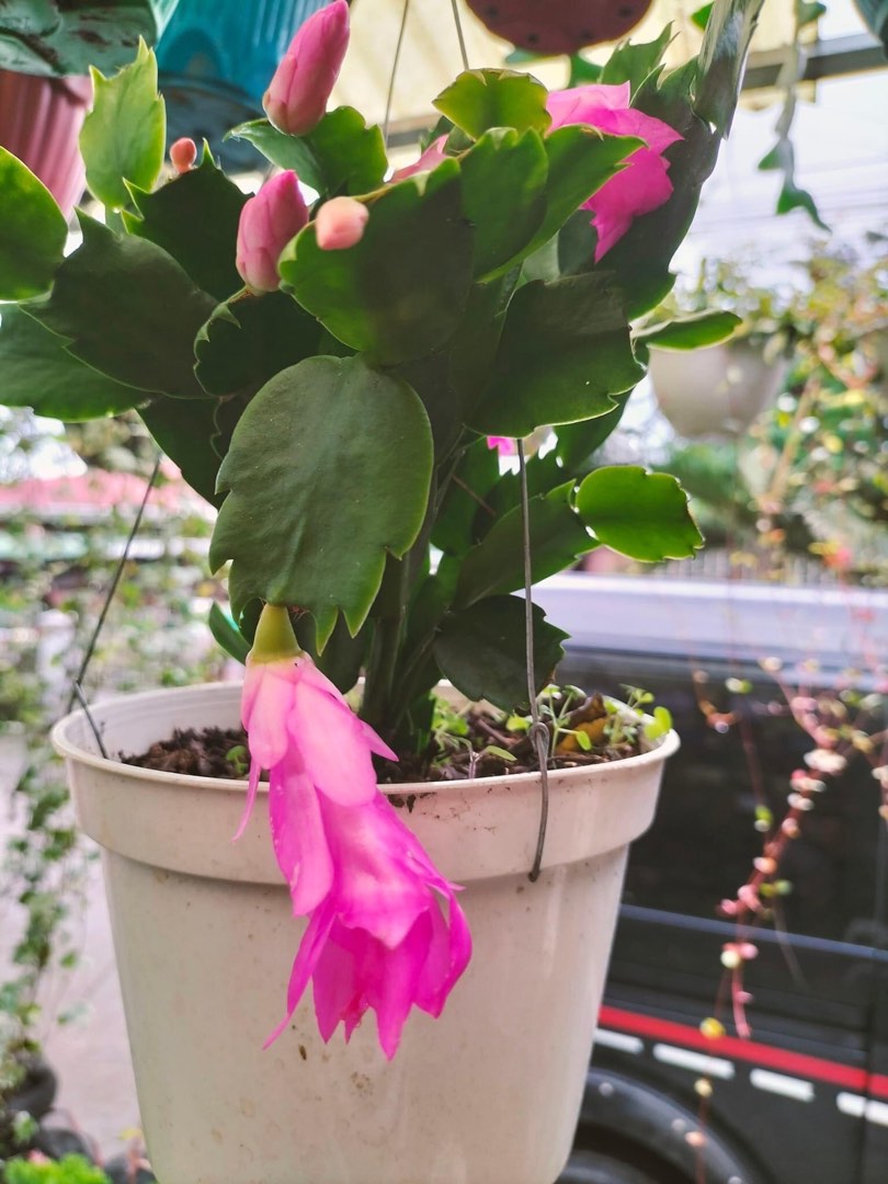 crab cactus, Furniture & Home Living, Gardening, Plants & Seeds on ...