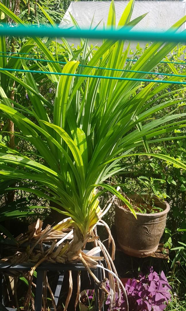 Fig trees x 3, pandan huge x 3, Furniture & Home Living, Gardening ...