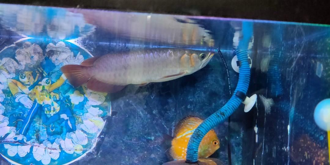 Ikan Arwana Super Red Serba Serbi Others Di Carousell