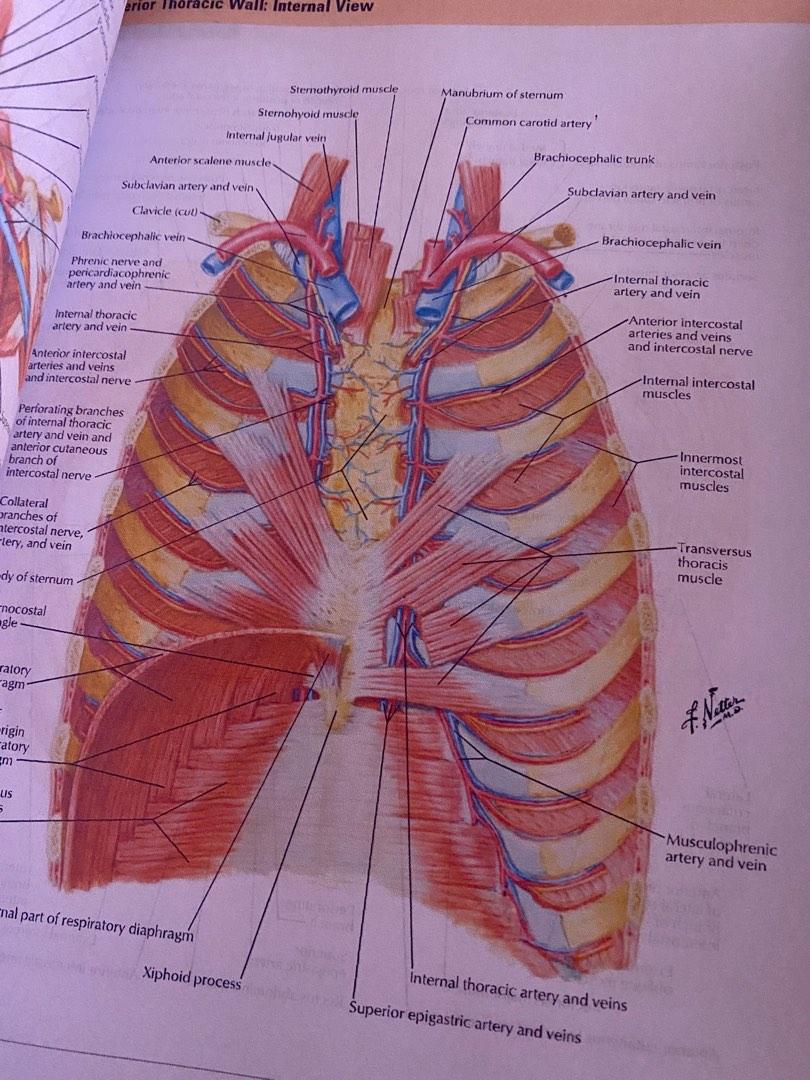 Netter- Atlas of Human Anatomy 7th Ed Hardbound (2% highlight and notes ...