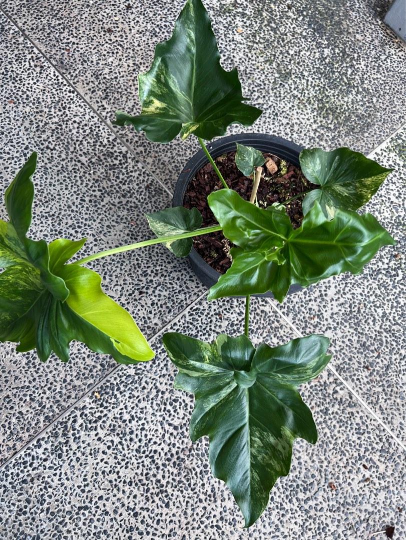 [NEW] Thaumatophyllum African Fantasy Variegated(Angela), Furniture ...