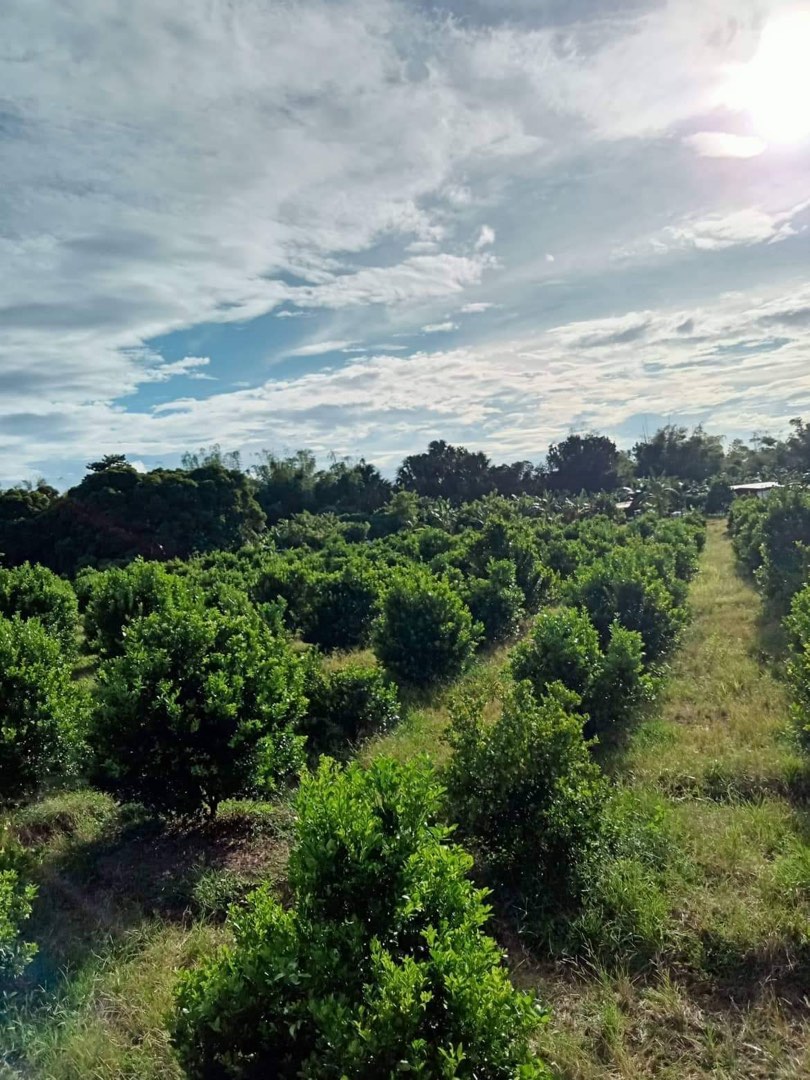 1hec Taysan farm lot, Property, For Sale, Lot on Carousell