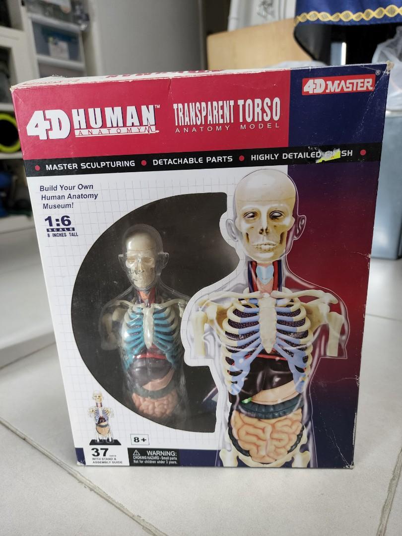 4D Human Anatomy Transarent Torso, 其他, 其他 - Carousell
