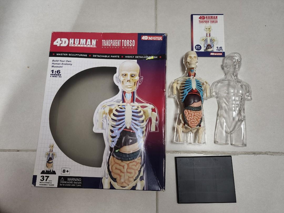 4D Human Anatomy Transarent Torso, 其他, 其他 - Carousell