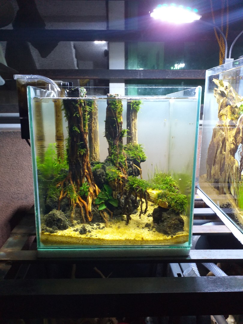 Aquarium fish tank setup forest themed aquascape, Pet Supplies, Homes ...