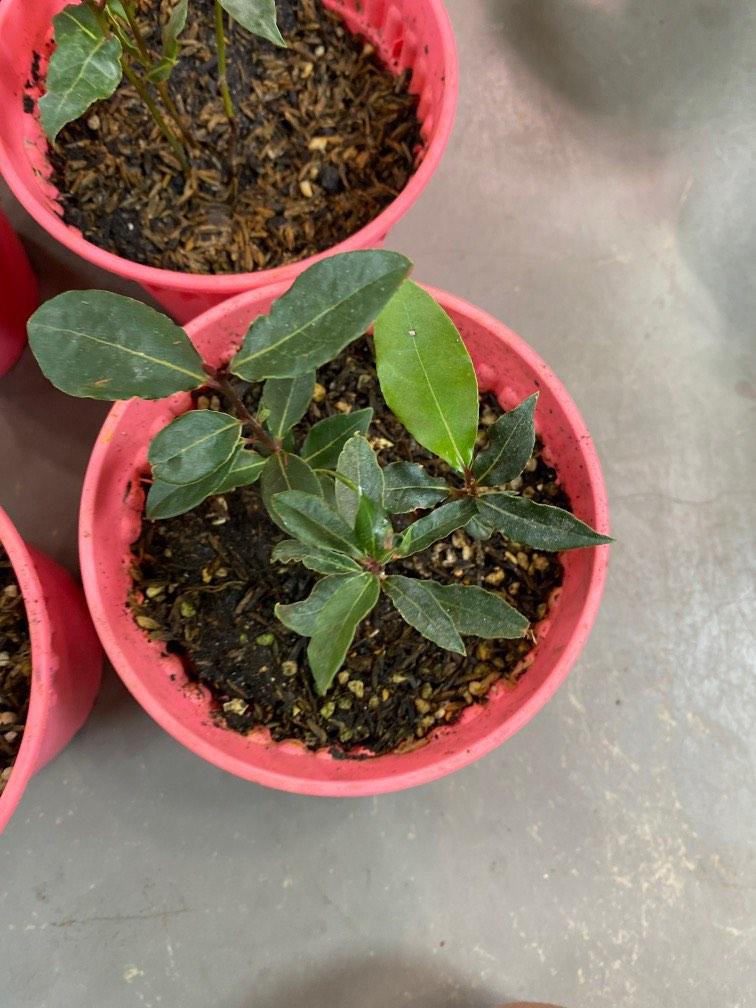 Bay Leafs/Laurus Nobilis (3stems in a Pot) $12 each pot, Furniture ...