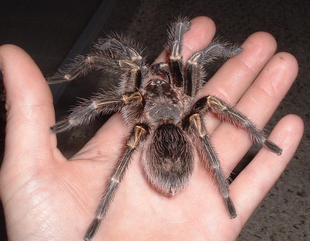 Chaco golden knee tarantula, Pet Supplies, Health & Grooming on Carousell