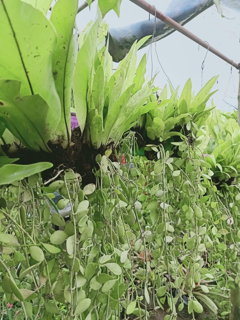 Dapo with manaog, Furniture & Home Living, Gardening, Plants & Seeds on ...
