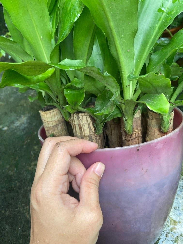 Fortune Plant, Furniture & Home Living, Gardening, Plants & Seeds on ...