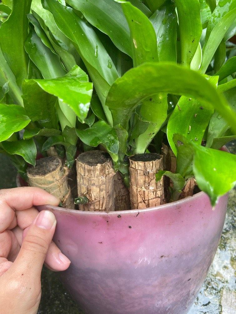 Fortune Plant, Furniture & Home Living, Gardening, Plants & Seeds on ...