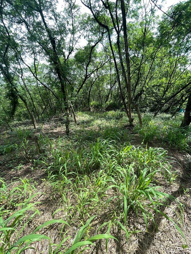 JTO - FOR SALE: 1,015 sqm Residential Lot in Parkridge Estate, Antipolo ...