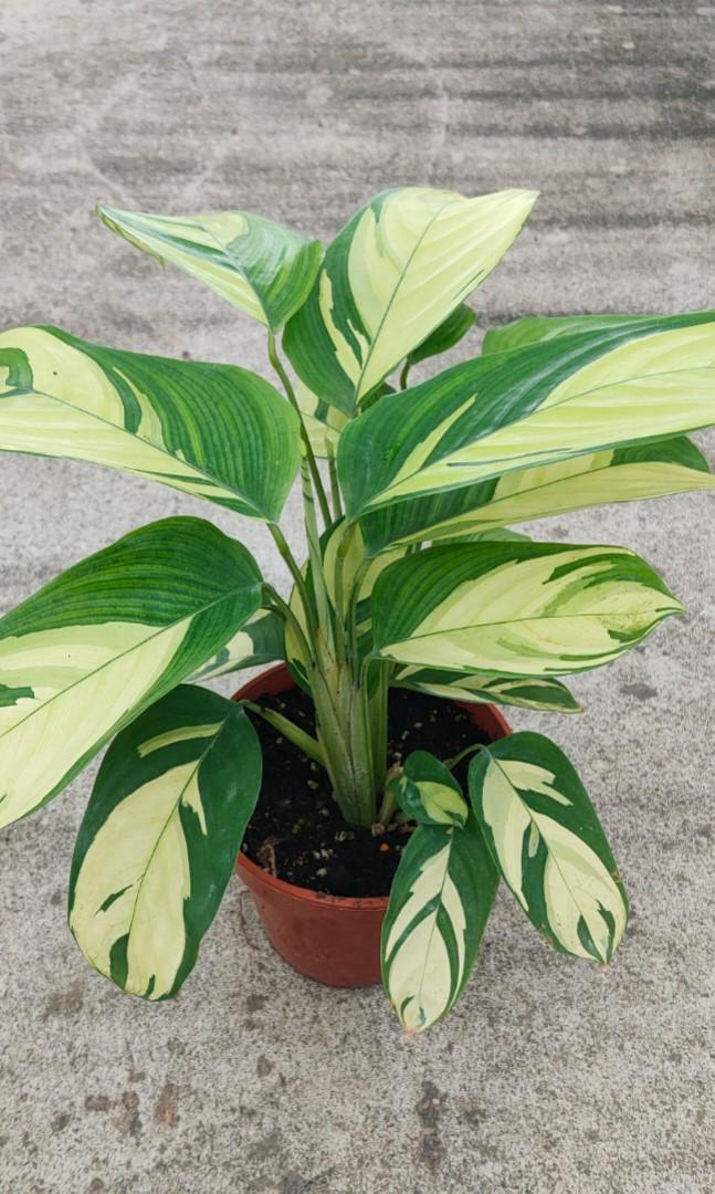 Never Never Plant 'Golden Mosaic' Ctenanthe lubbersiana 'Golden Mosaic ...